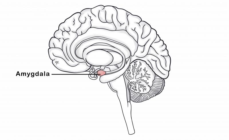 Adolescent Brain Development | KidsHealth NZ